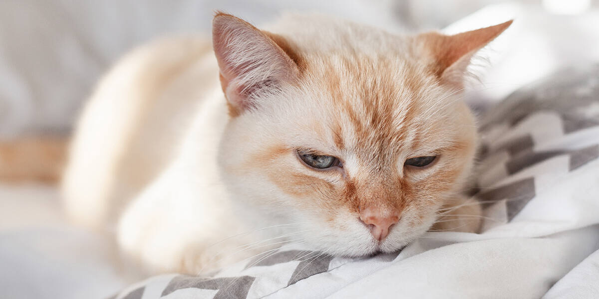 Urinary Tract Issues in Cats - Signs and Symptoms
